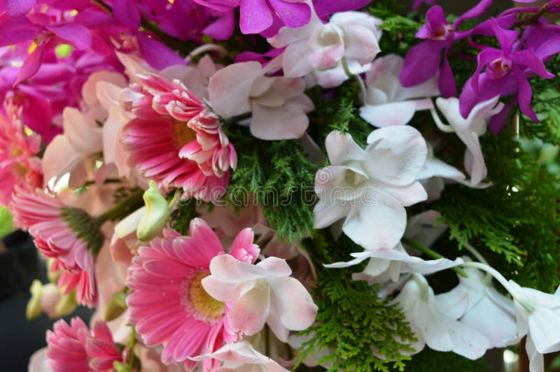 COLOR FULL FLOWERS stock image. Image of summer, flora - 79371649