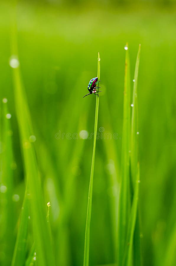 Color Full Insect on Grass after Rain Stock Photo - Image of wildlife ...