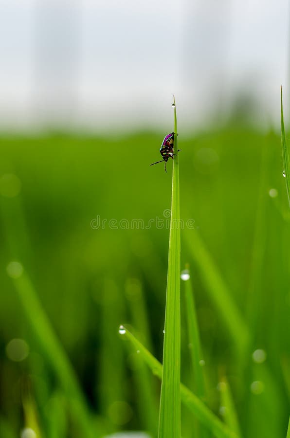 Color Full Insect on Grass after Rain Stock Image - Image of spring ...