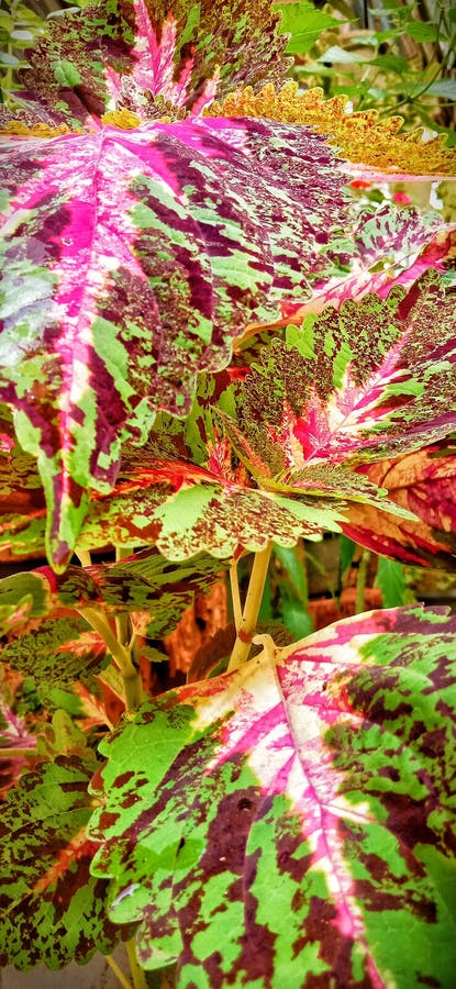 Color Full Leaf Red and Green Stock Photo - Image of nature, tree ...