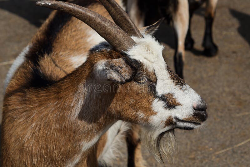 Color goat closeup stock image. Image of large, funny - 49299675