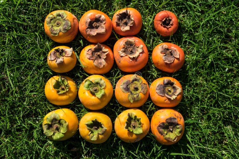 Color Gradient of Ripe and Unripe Imperfect Persimmon Fruit Stock Image ...