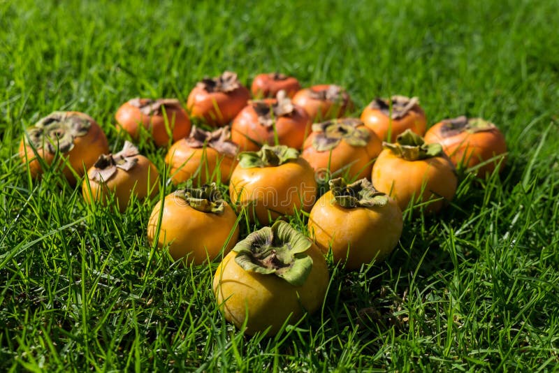 Color Gradient of Ripe and Unripe Persimmon Fruit Stock Photo - Image ...