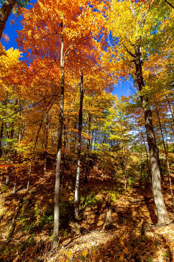 Color Grading by Nature - Fall in Central Ontario, Canada Stock Image ...