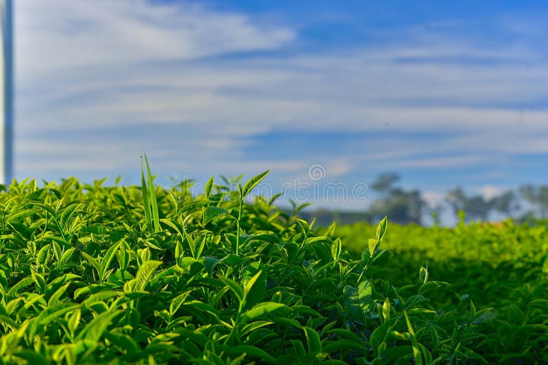 The Color of Green Trees Changes with New Leaves Stock Photo - Image of ...
