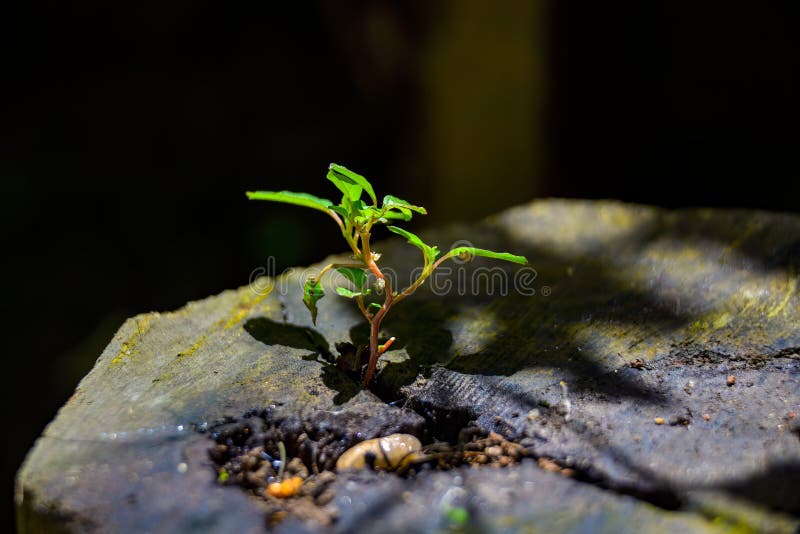 The Color of Green Trees Changes with New Leaves Stock Image - Image of ...