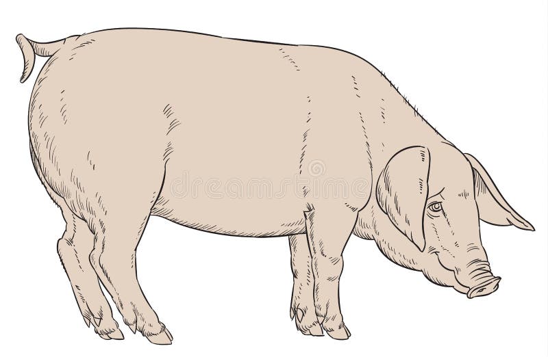 Color Hand Drawing of Domestic Pig Stock Vector - Illustration of ears ...