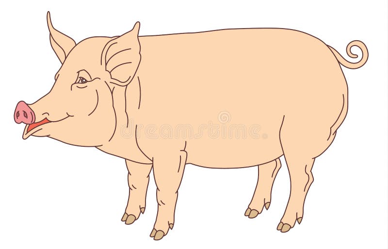 Color Hand Drawing of Domestic Pig Stock Vector - Illustration of nose ...