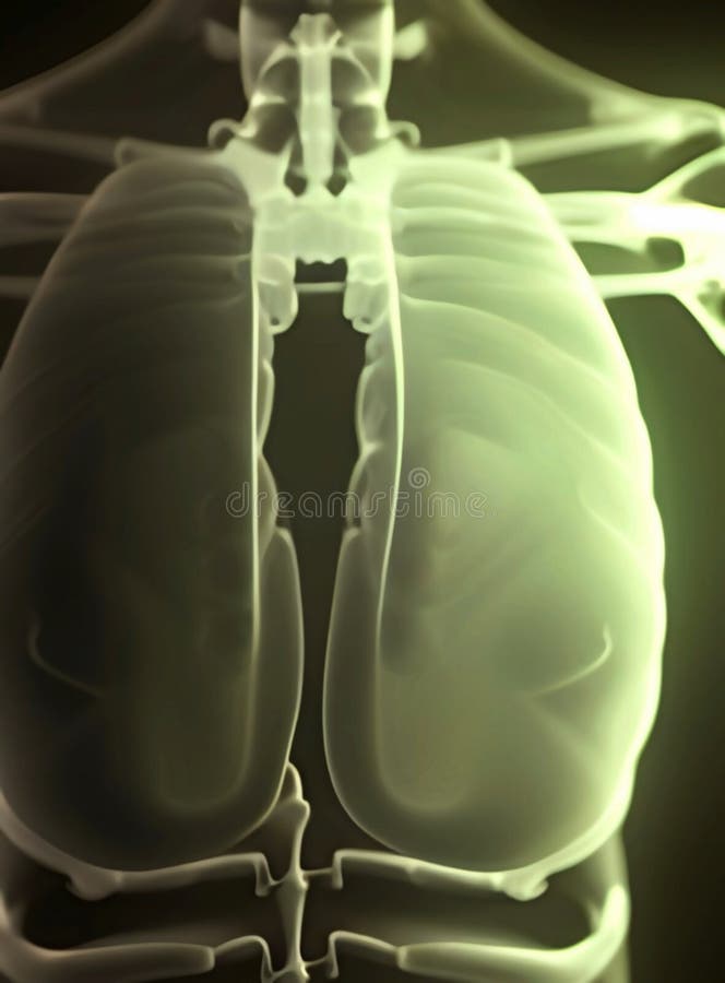 Color Human Digestive System Anatomy Stock Illustration - Illustration ...