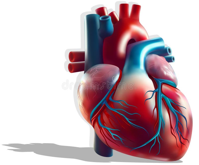Color Illustration of the Human Heart Stock Vector - Illustration of ...