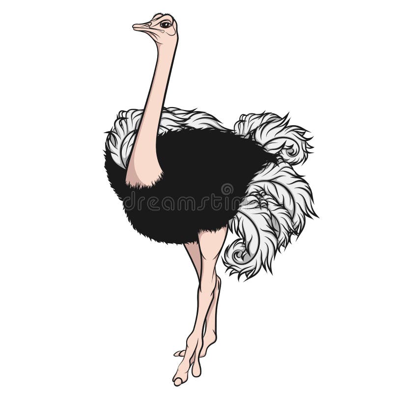 Ostrich Shadow Stock Illustrations – 134 Ostrich Shadow Stock ...