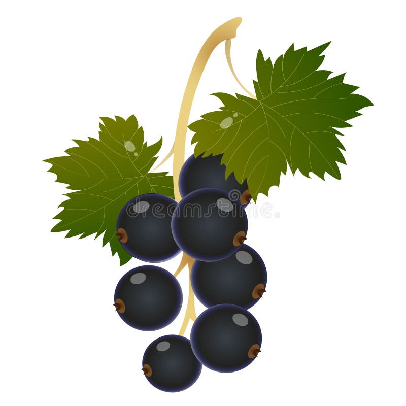 Blackcurrant Stock Illustrations – 4,241 Blackcurrant Stock ...