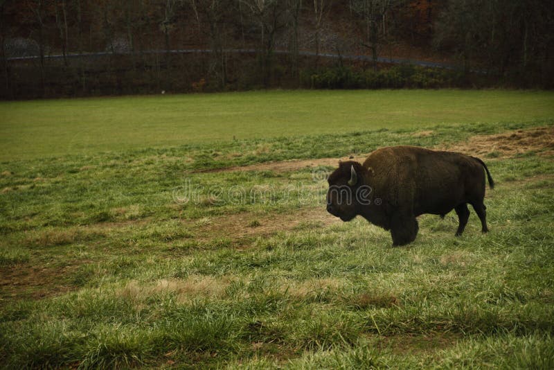 Color Image of a Buffalo in a Meadow Stock Image - Image of tennessee ...
