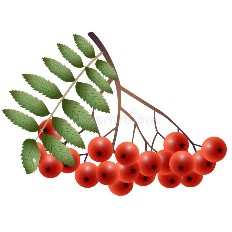 Color Image of Bunch of Rowan on White Background. Plants. Vector ...