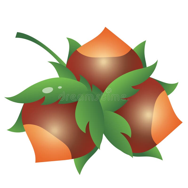 Color Image of Cartoon Hazelnut on White Background. Plants Stock ...