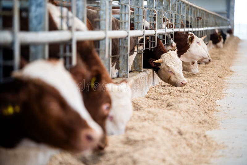 Dairy Farm Cows Indoor in the Shed Stock Image - Image of domestic ...