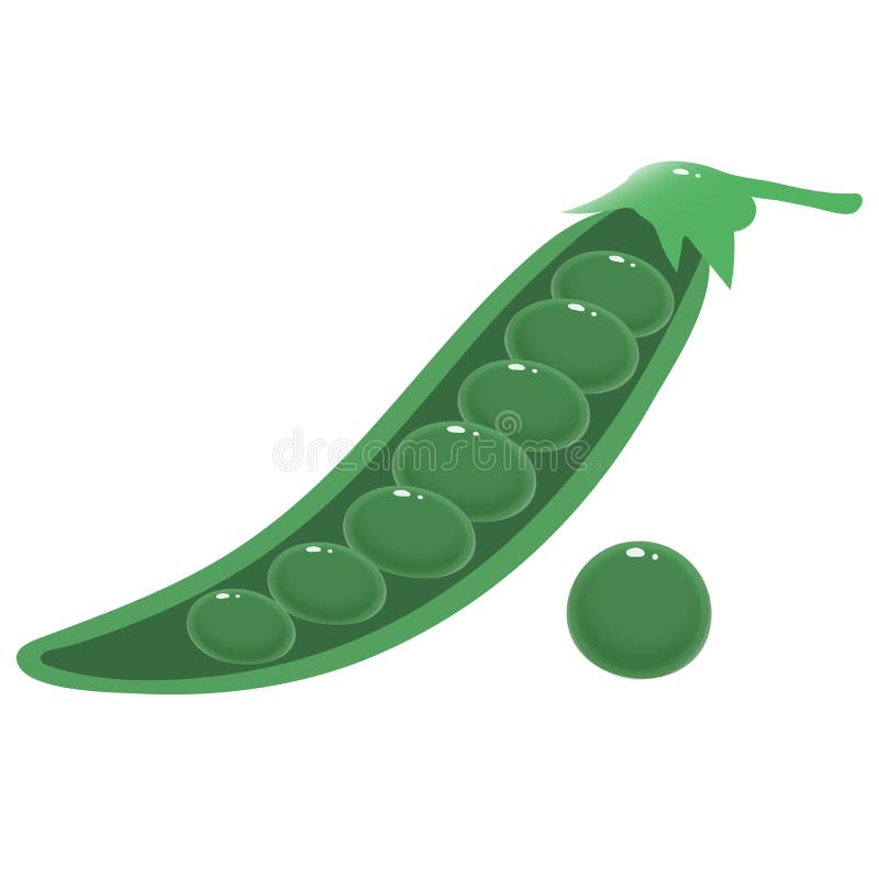 Color Image of Green Pea Pod on White Background. Plants Stock Vector ...