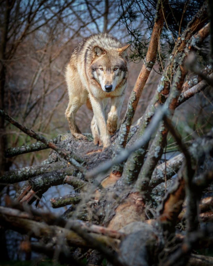 Wolf Peering through the Trees Stock Photo - Image of peering, walking: 304707046