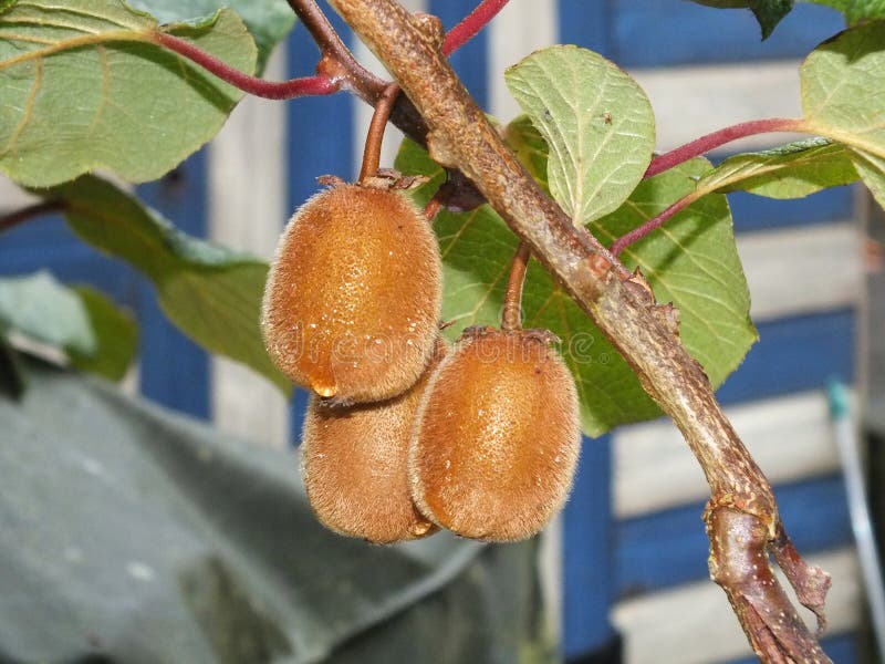 Kiwi Fruit on the Tree stock photo. Image of closeup - 264506502