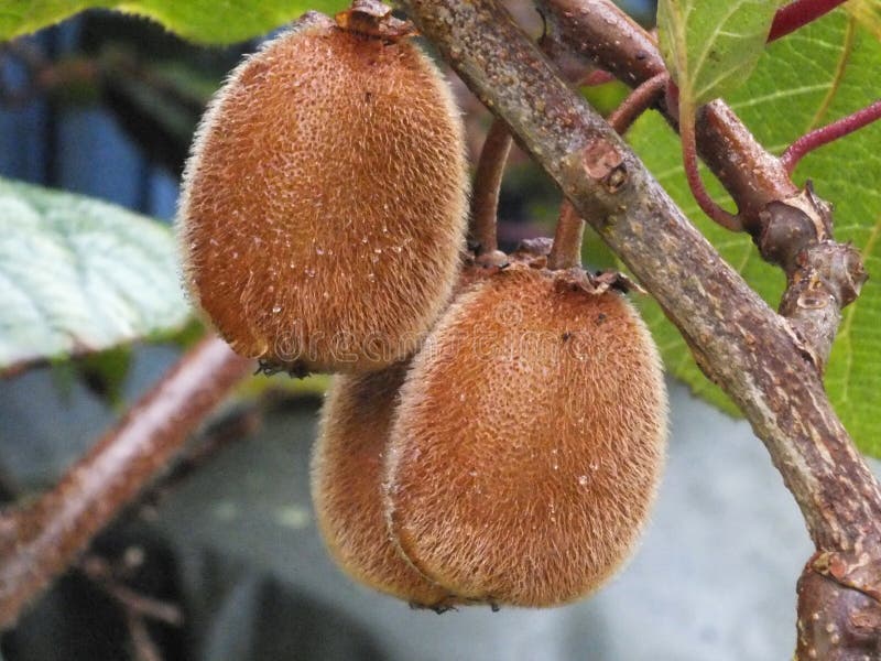 Kiwi Fruit on the Tree stock photo. Image of actinidia - 264506522