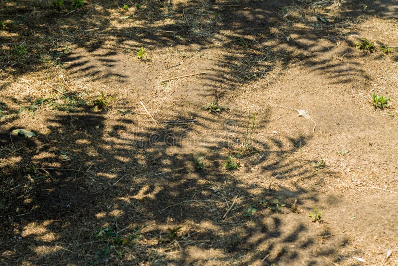 Color Image of the Shadows of Trees on the Ground Stock Image - Image ...