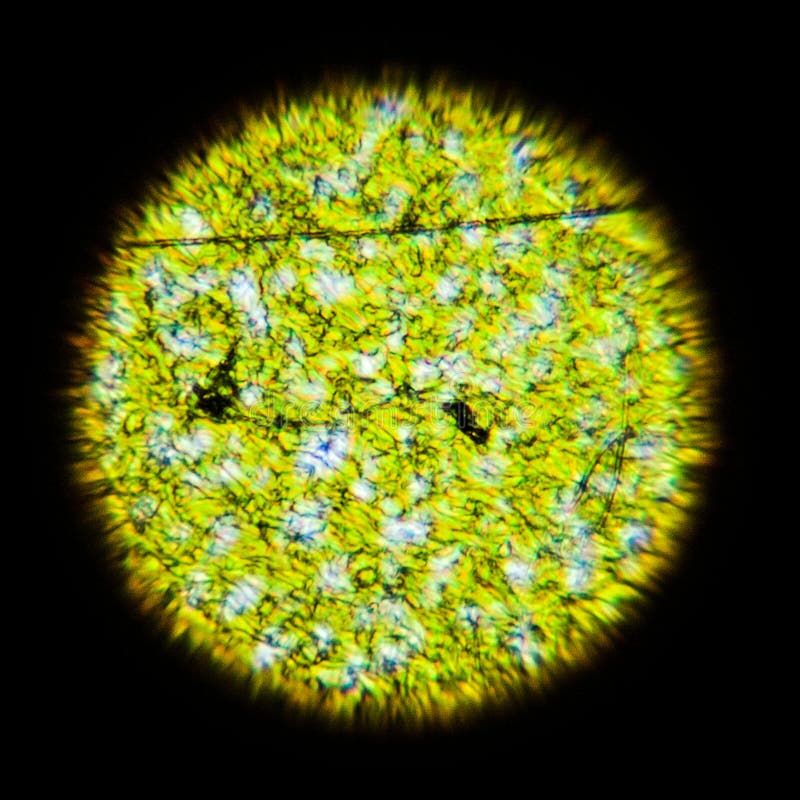Abstract Images of Vegetable Cells Under a Microscope Stock Photo ...