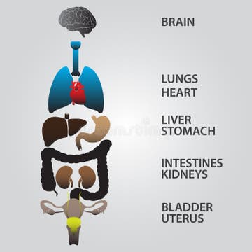 Color Internal Human Body Organs Stock Illustrations – 929 Color ...
