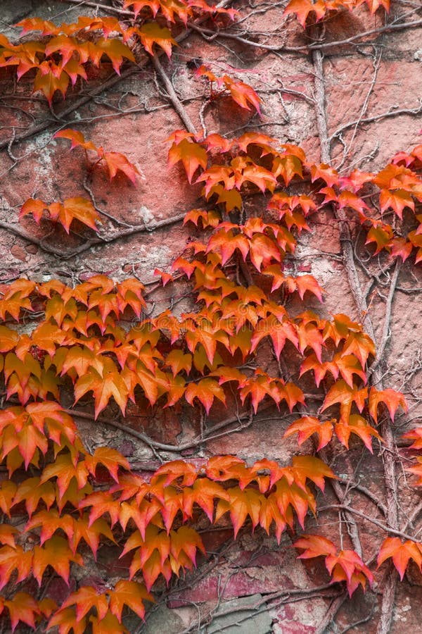 The color of the ivy stock image. Image of bush, increasing - 100490789