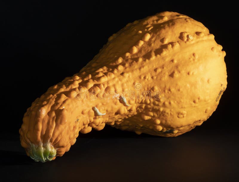 Color from a Large Yellow Squash Reflecting on a Dark Background Stock ...