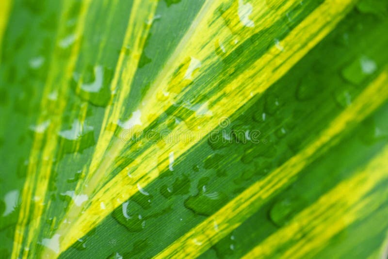 Color leaf stock image. Image of dewdrop, leaf, color - 4770709