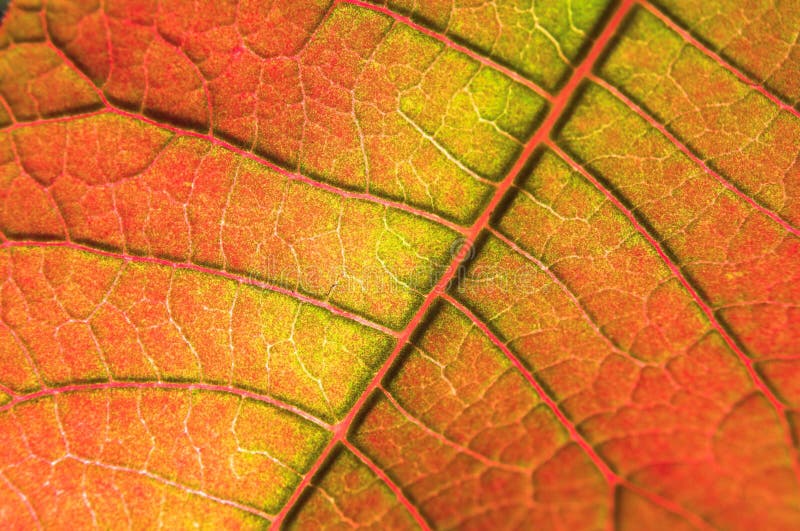Color leaf background stock photo. Image of abstract, organic - 4759734