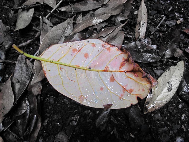Color Leaf in Black&white Stock Photo - Image of wildlife, soil: 204104966