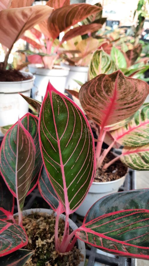 The Color of the Leaf Edge is Very Bright, this Leaf Looks Beautiful ...