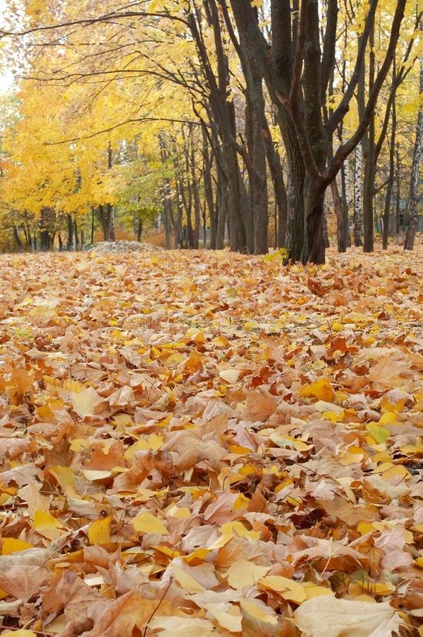 Color leaves stock image. Image of foliage, season, leaves - 11388837