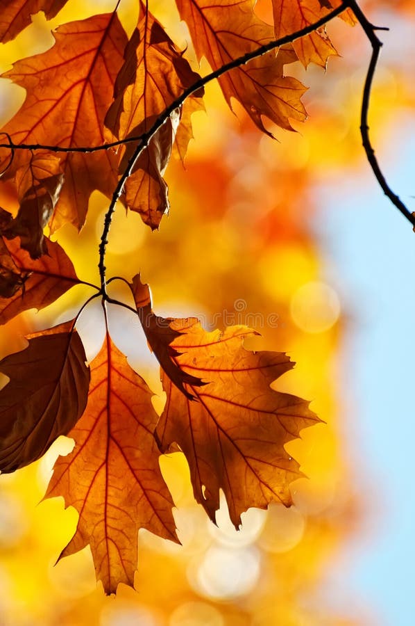 Color leaves stock photo. Image of brown, bright, fall - 16839126