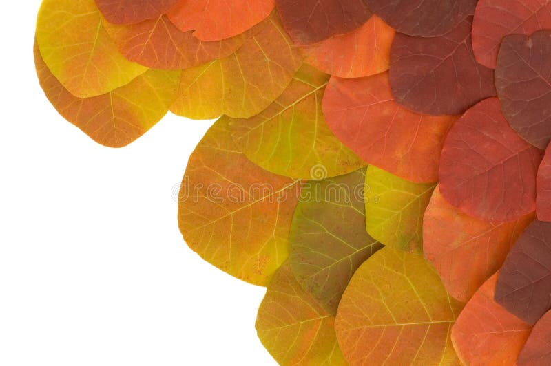 Color Leaves Background Picture. Image: 3467386