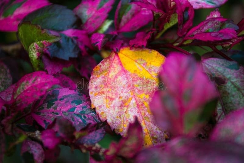 Color Leaves background stock image. Image of natural - 85905827