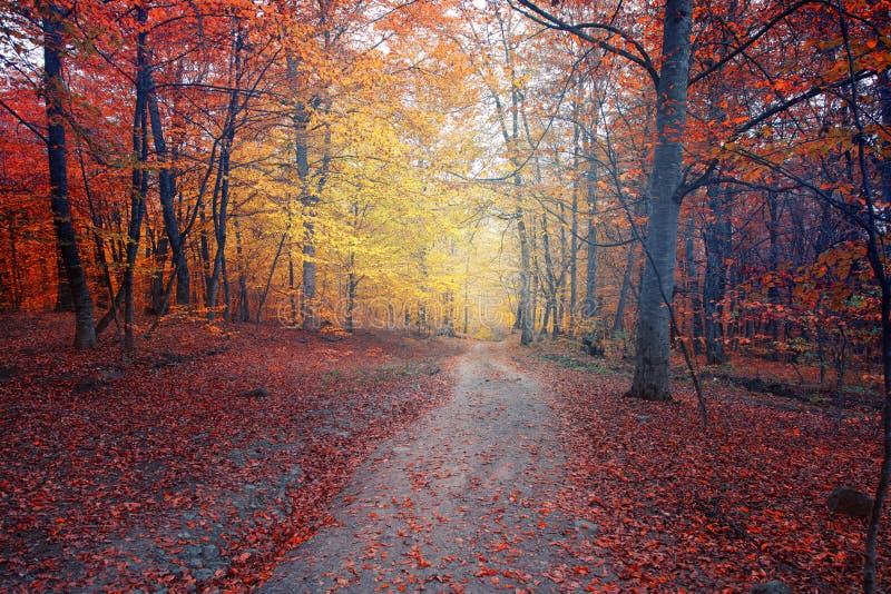 Color Leaves in the Beautiful Autumn Forest. Stock Image - Image of ...