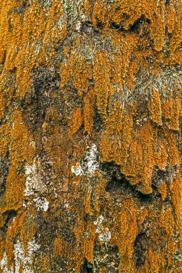 Color Lichen on Stone Top View, Natural Abstract Texture Background ...