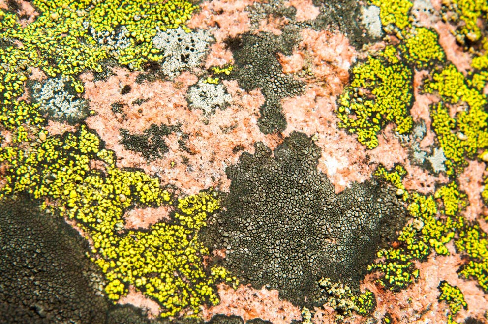 The Color of Lichens on the Stones Stock Photo - Image of copyspace ...