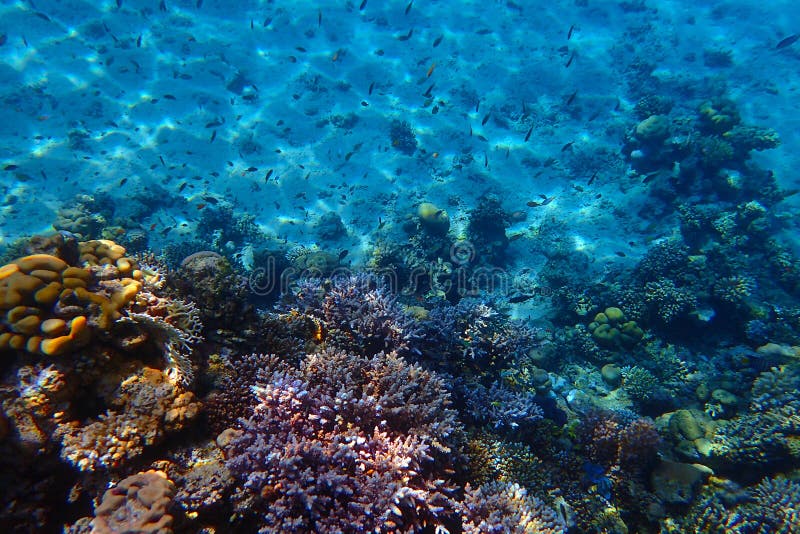 Color life under red sea stock image. Image of water - 314135237