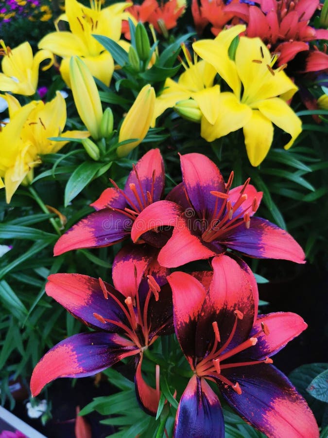 Color lilly flowers stock image. Image of plant, beauty - 319200075