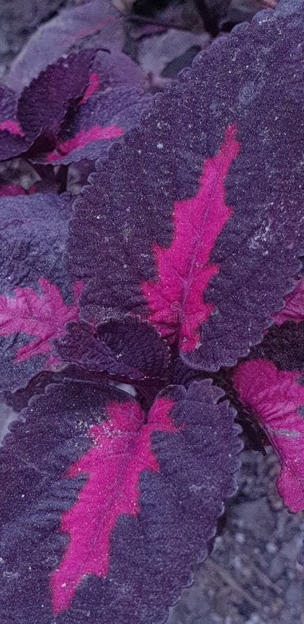 Color live plants stock image. Image of color, plants - 265682079