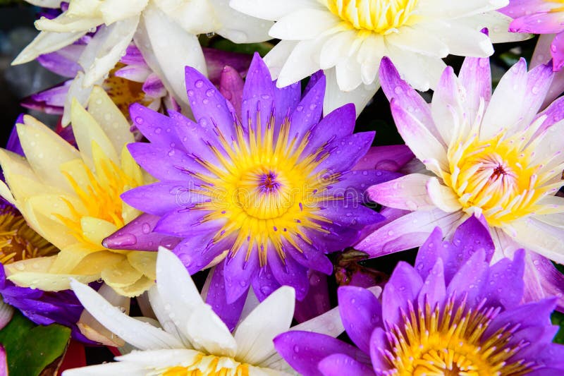 Color Lotus Flower Blooming Stock Image - Image of purple, spring ...
