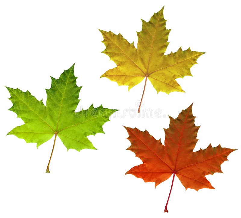 Color Maple Autumn Leaves Isolated on White Stock Photo - Image of ...