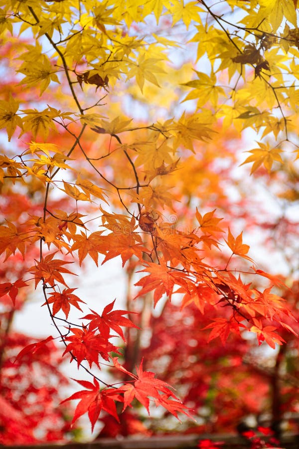 Color of Maple Leaves in Autumn Stock Photo - Image of bright, light ...