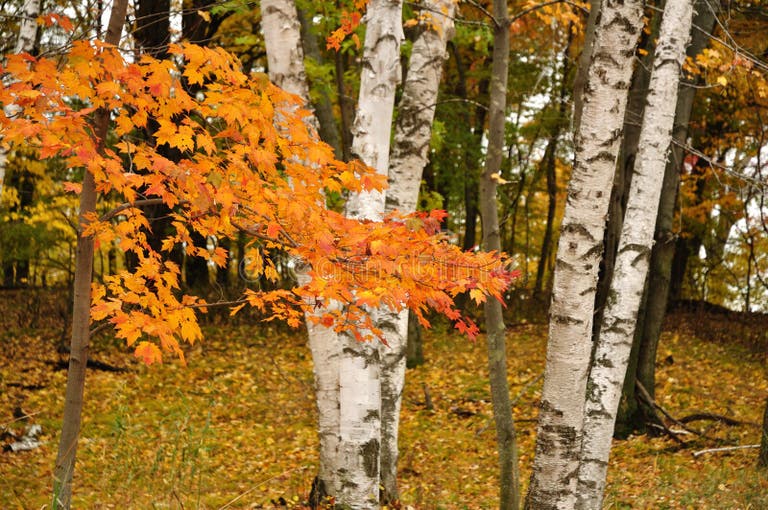 9,545 Color Autumn Leaves Birch Maple Stock Photos - Free & Royalty ...