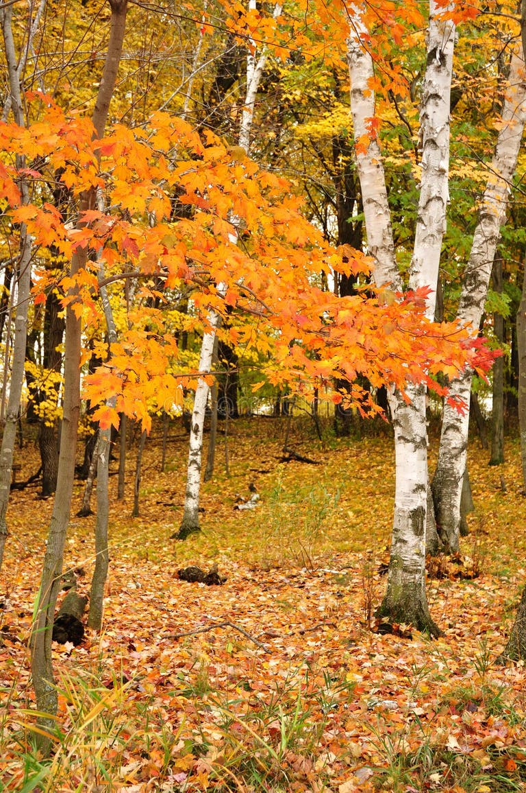 9,545 Color Autumn Leaves Birch Maple Stock Photos - Free & Royalty ...