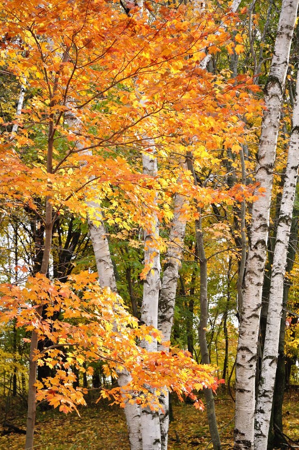 Color Maple Leaves And Birch Trees Stock Image - Image of yellow ...