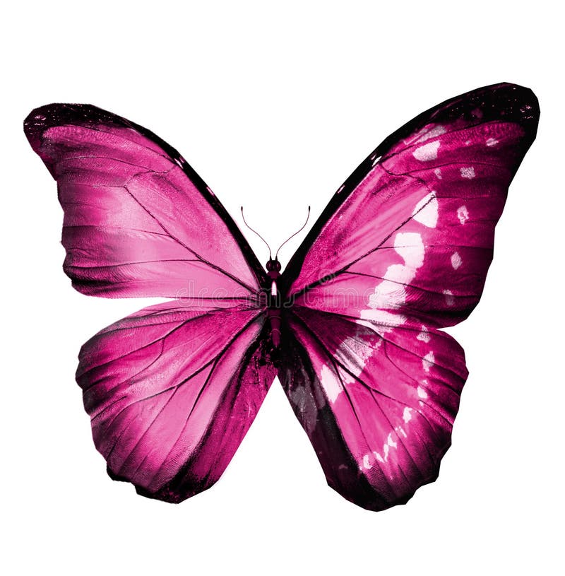 Color mariposa aislado foto de archivo. Imagen de libre - 216664082